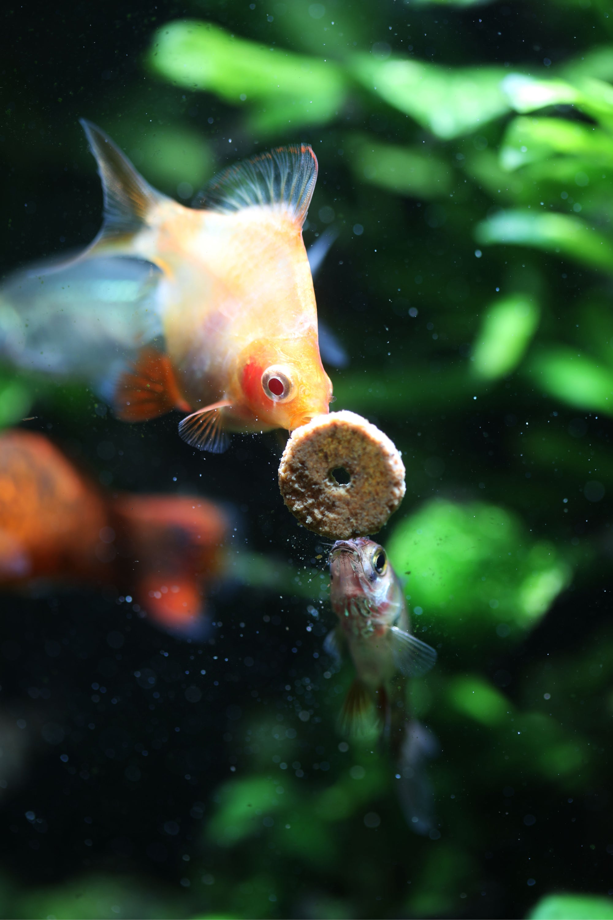 Hrana za ribice | fishbox