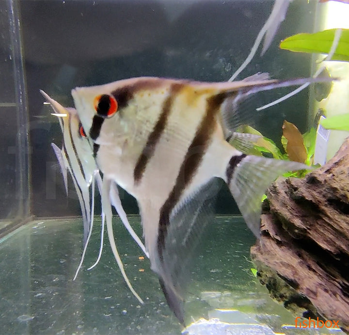 Pterophyllum scalare - skalarka / angelfish