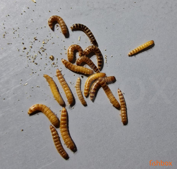 Živa hrana za teraristiko