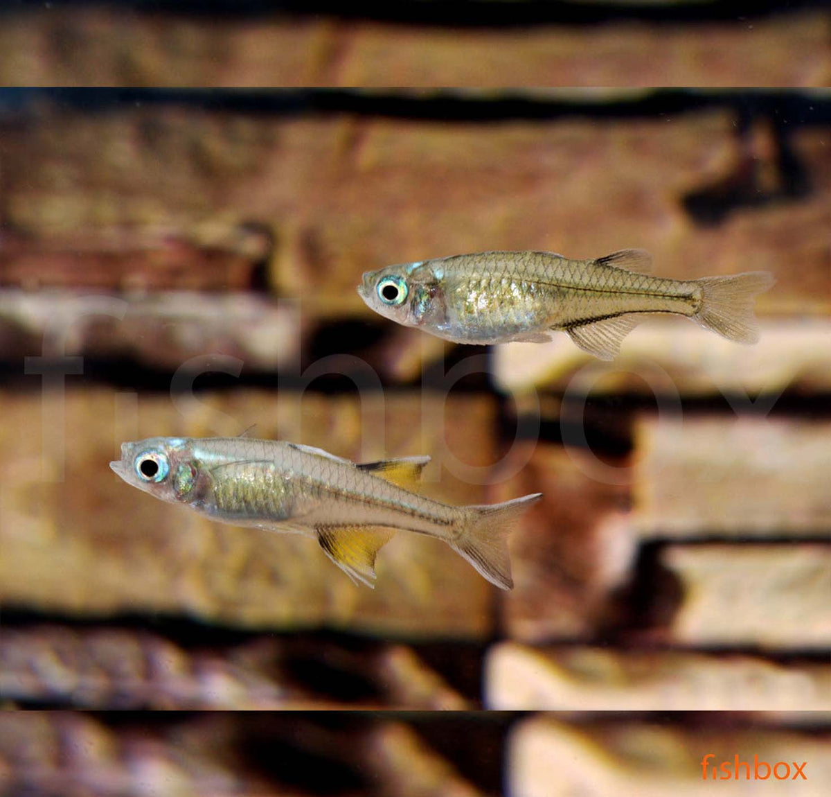 Pseudomugil signifer - metuljasta modroočka / Pacific Blue-eye